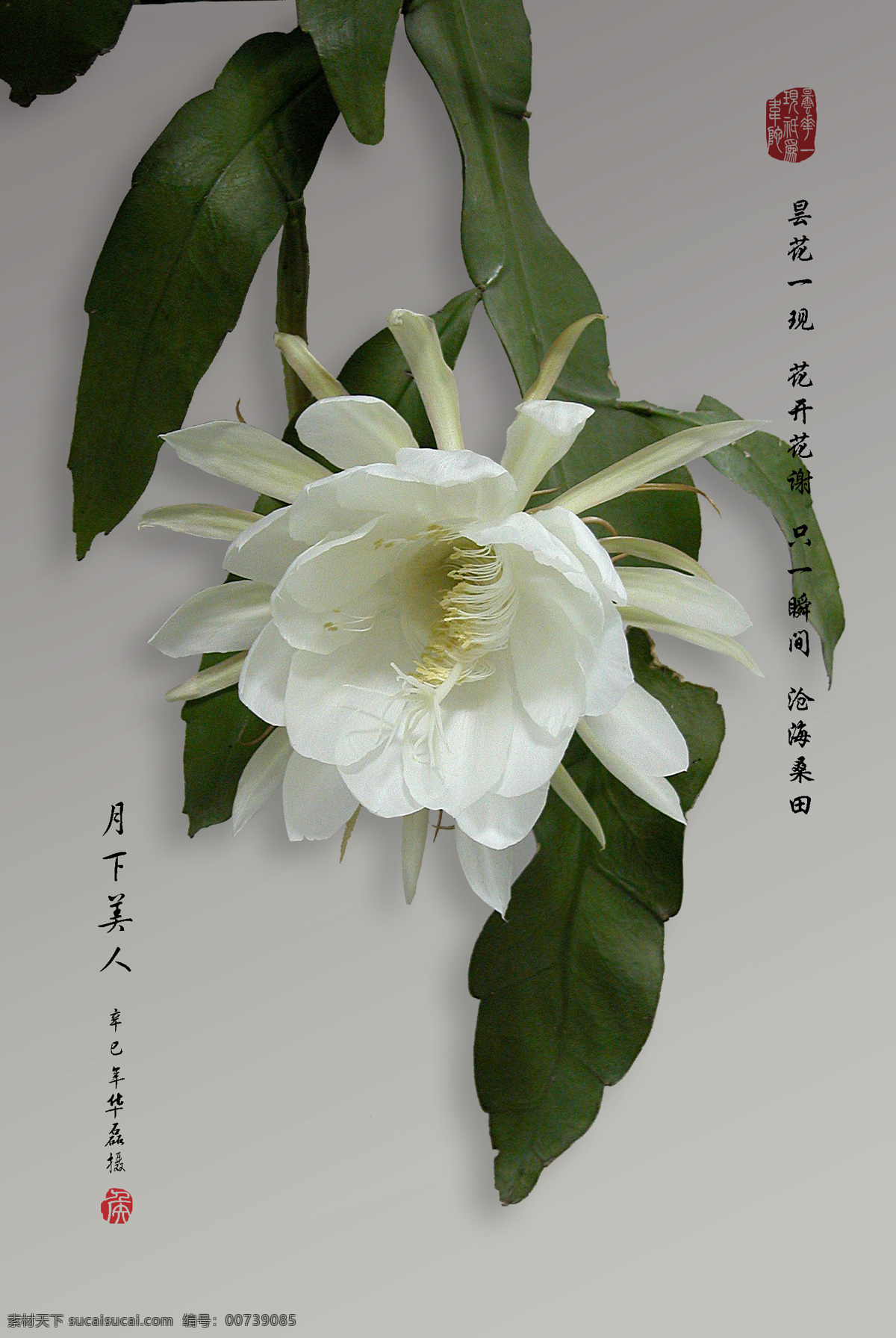 昙花一现素材图片下载-素材编号00739085-素材天下图库