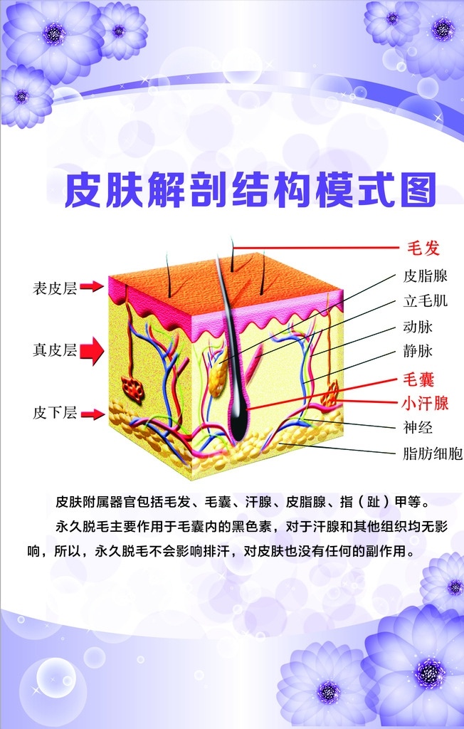 皮肤解剖结构模式图素材图片下载-素材编号12460445-素材天下图库
